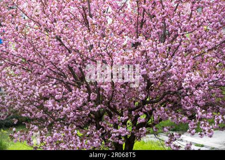 splendidi fiori rosa di un bell'albero di ciliegio Stock Photo - Alamy