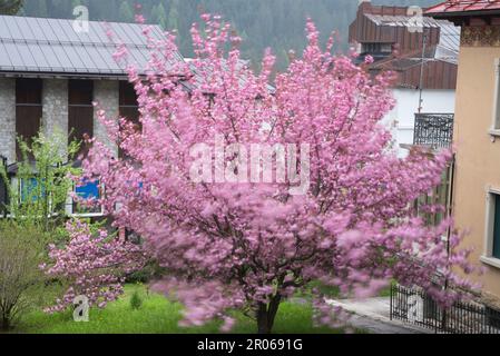 splendidi fiori rosa di un bell'albero di ciliegio Stock Photo - Alamy