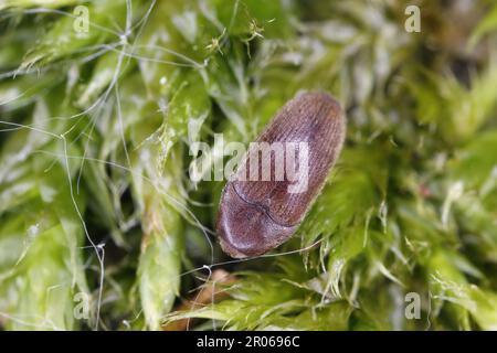 False click beetle indoors (Trixagus sp), Throscidae. A tiny beetle ...
