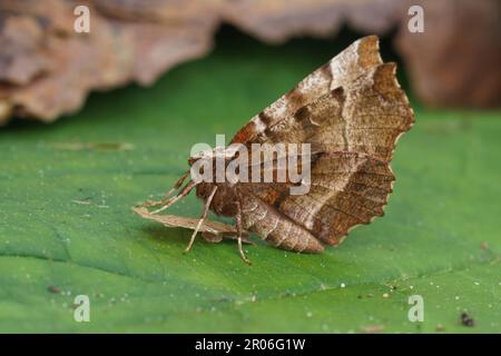 Natural Closeup on the European early thorn geometer moth , Selenia ...