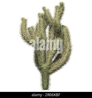 A Cholla Cactus front view isolated on white background Stock Photo - Alamy