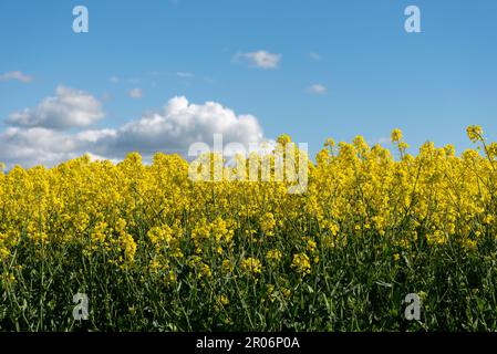 Rapeseed flowers create a bright yellow field against a blue sky with ...