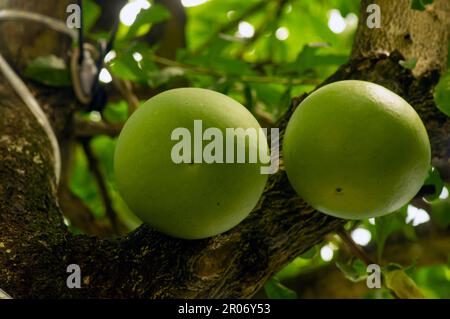 Maja fruit (Aegle marmelos), Japanese bitter orange hanging on its tree ...