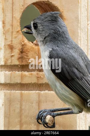 bird eating peanut Tufted Titmouse feeding eating peanut simple ...