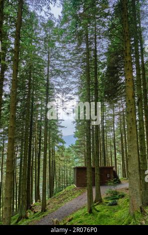 On the Wow Trail at Whinlatter Forest Park near Keswick, Lake District ...