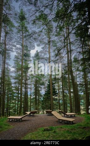 On the Wow Trail at Whinlatter Forest Park near Keswick, Lake District ...