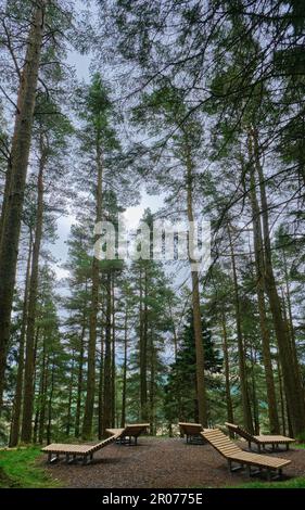 Forest bathing wooden loungers On the Wow Trail at Whinlatter Forest ...