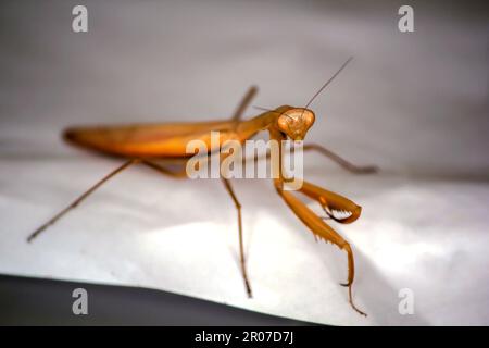 The Mantodea on the body is brown on paper Stock Photo - Alamy