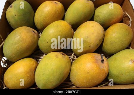 fresh ripe Hapus mangoes arranged on green leaf with water droplets ...