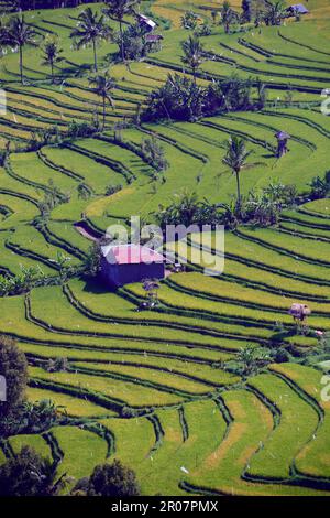 Rice fields and rice terraces, Munduk, Central Bali, Bali, Indonesia ...