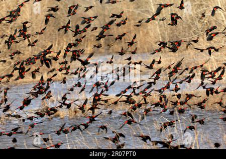 Flock of red-winged blackbird in flight Stock Photo - Alamy