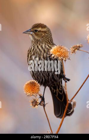Red-winged Blackbird Fledgling, (Agelaius phoeniceus), Bird, perched on ...