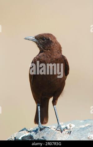 Northern anteater (Myrmecocichla aethiops) adult, standing on the ...