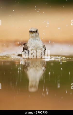 Northern Mockingbird (Mimus polyglottos), adult and Northern Cardinal ...