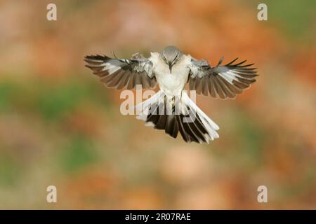 Northern Mockingbird (Mimus polyglottos), adult and Northern Cardinal ...