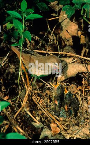 Common Nightingale (Luscinia megarhynchos) juvenile, perched on twig ...