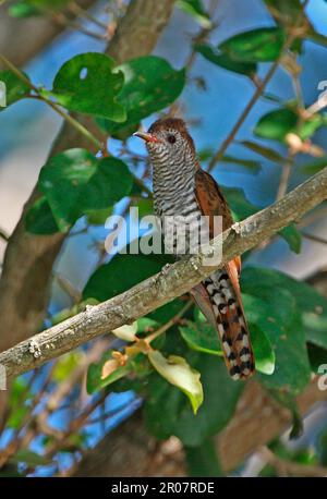 Adult Violet Cuckoo (Chrysococcyx xanthorhynchus) in India Stock Photo ...
