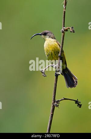 Golden-winged Sunbird (Nectarinia reichenowi) adult female, perched on ...