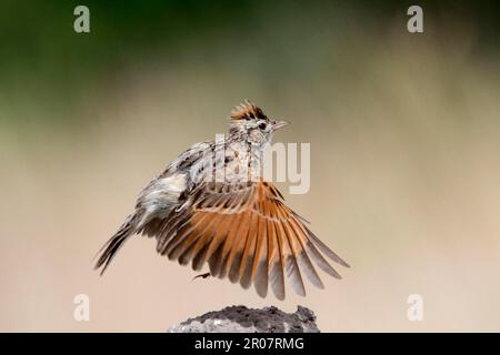Rufous-naped Lark, Rufous-naped Larks, songbirds, animals, birds, larks ...