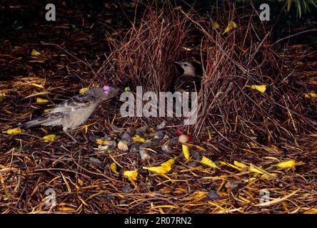 Great bowerbird (Chlamydera nuchalis), Grey Bowerbirds, Songbirds ...