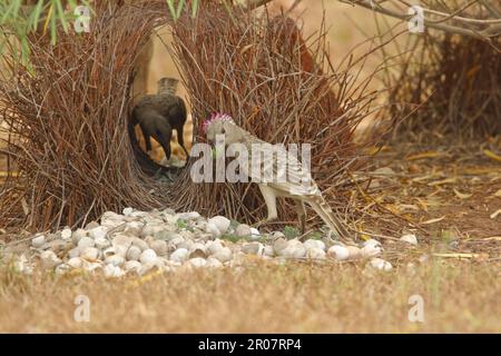 great bowerbird, Chlamydera nuchalis, adult, male, at its bower, the ...