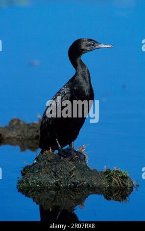 Little Cormorant in water Stock Photo - Alamy