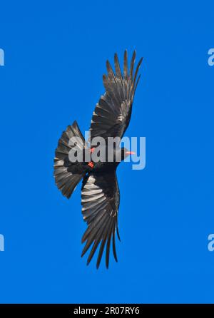 Alpine crow, Alpine crow, red-billed choughs (Pyrrhocorax pyrrhocorax ...