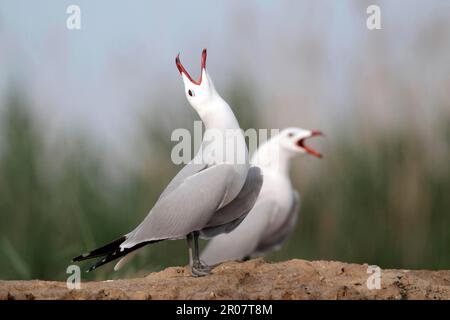 Audouin’s gull, Larus audouinii, with two bands on the legs, Ebro Delta ...