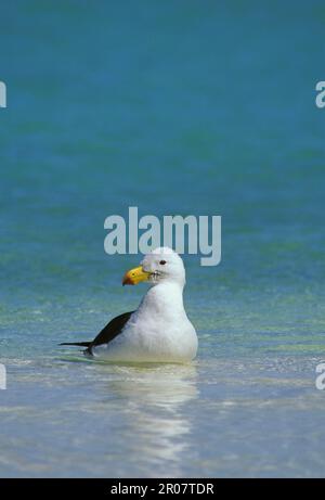 Pacific gull (Gabianus pacificus, Larus pacificus), ona rock by the sea ...