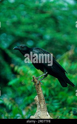Fan-tailed Raven / Corvus rhipidurus Stock Photo - Alamy