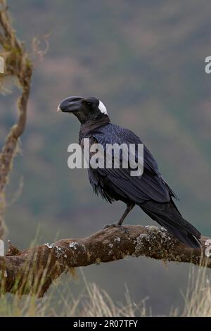 Archraven, thick-billed ravens (Corvus crassirostris), corvids ...