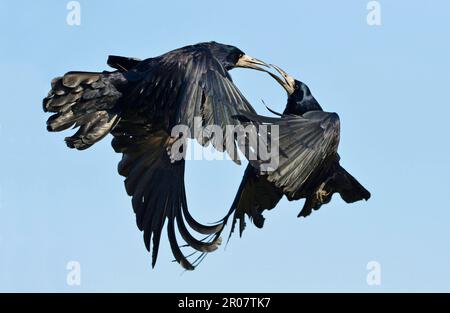 Rook (Corvus frugilegus) two adults, in flight, fighting in mid-air ...