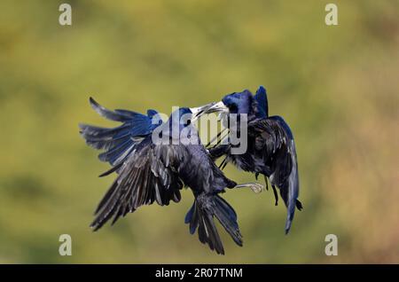 Rook (Corvus frugilegus) two adults, in flight, fighting in mid-air ...