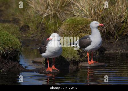Gabianus scoresbii, Blood-billed Gull, dolphin gulls (Larus scoresbii ...