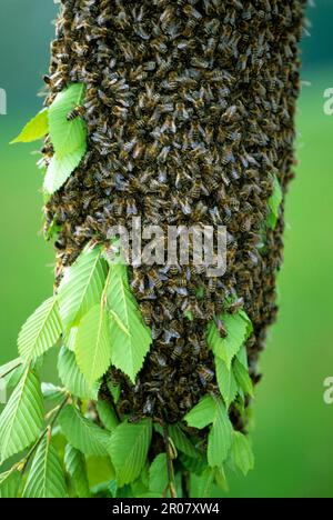 A cluster of honeybees Stock Photo - Alamy