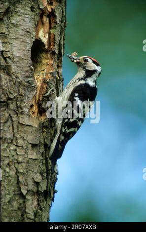 Lesser Spotted Woodpecker Stock Photo - Alamy
