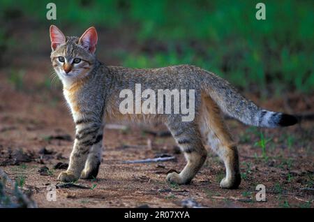 African wild cat, hawk cat Stock Photo - Alamy