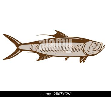 Indo Pacific tarpon, Fish, Megalops cyprinoides, Tarpon Indo Pacific or ...