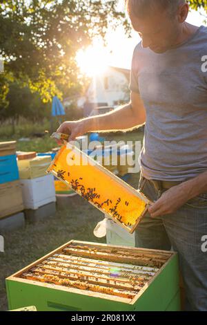 Open hive with bees drew nice straight comb on this foundation-less ...