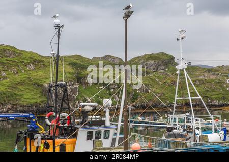 Fishing Harbour of Kyles Stockinish, Harris, Isle of Harris, Hebrides ...