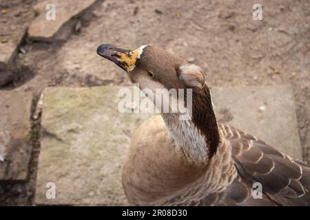 Country goose on the backyard. Goose in the zoo. Brown waterfowl. Head ...