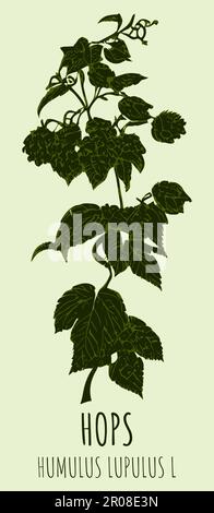 Green humulus lupulus. Leaf plant botanical garden floral foliage ...