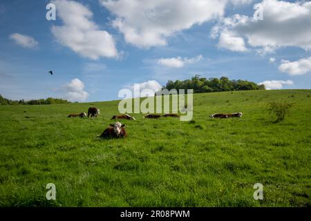 Wittenham Clumps Views, Oxfordshire Stock Photo - Alamy