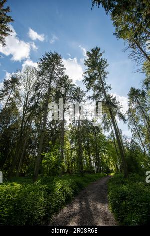 Little Wittenham Wood, Near Wittenham Clumps Stock Photo - Alamy