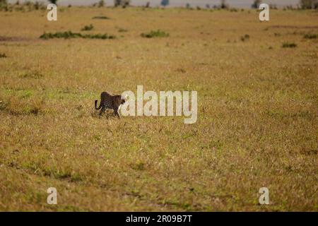 Majestic cheetah confidently striding across a stunning savannah ...