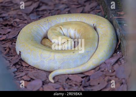 The Burmese Python is a small albino snake that is very agile in ...