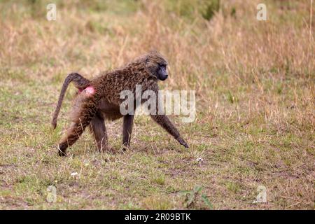 A baboon walking along a path through a grassy area with trees in the ...
