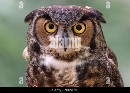 Extreme closeup of a Great Horned Owl with its beak open Stock Photo ...