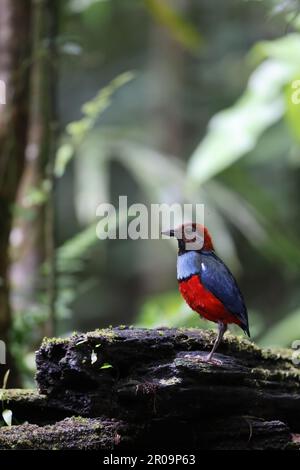 Papuan Pitta or Red-bellied pitta (Erythropitta macklotii) in Papua new ...