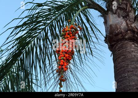 Butia palm with growing fruits, bottom view Stock Photo - Alamy